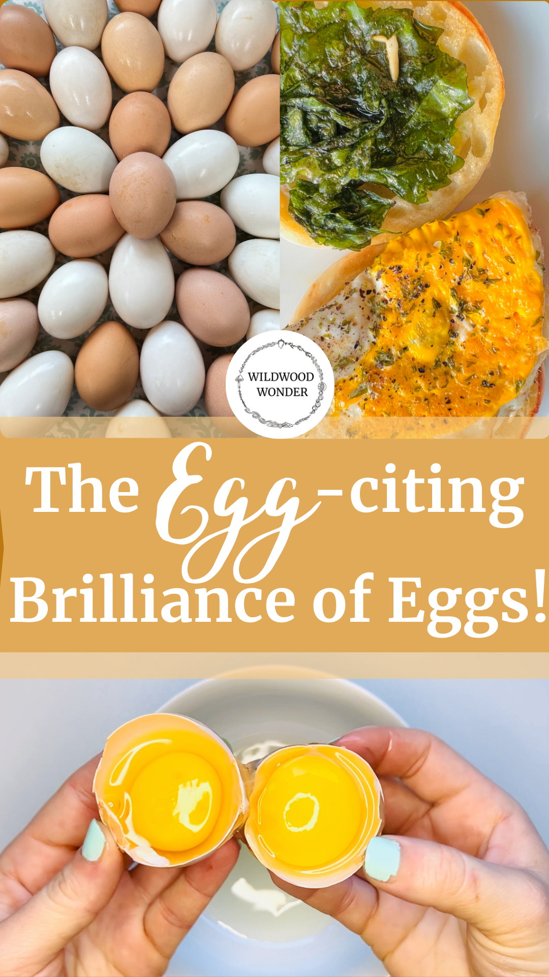 The Egg-citing Brilliance of Eggs! - Wildwood Wonder